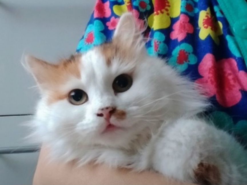 Маленькая, трёхцветная красавица на счастье