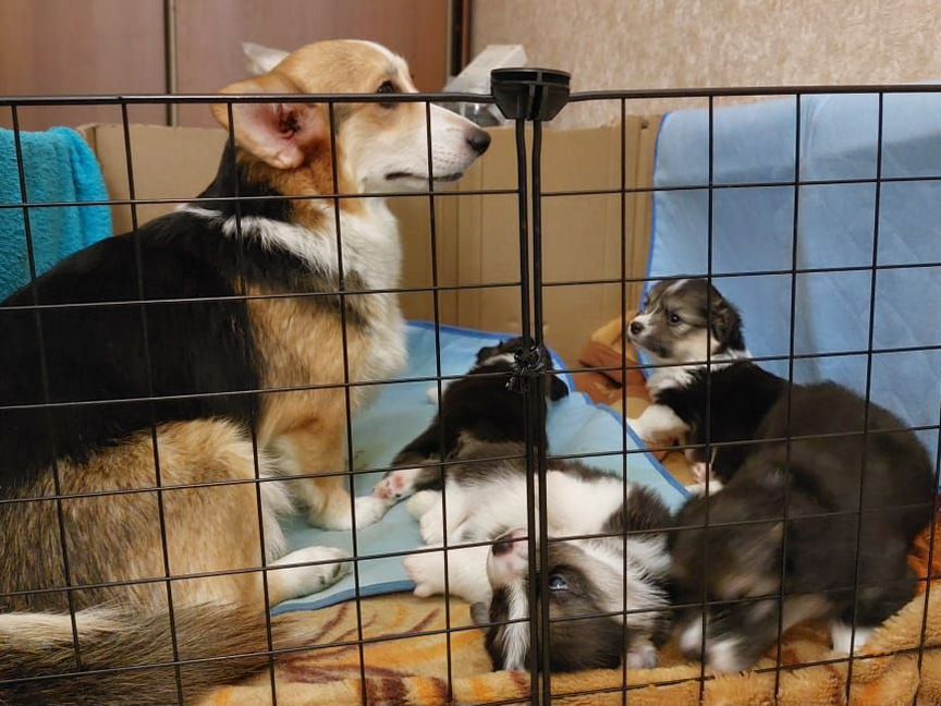 Щенки вельш-корги пемброк