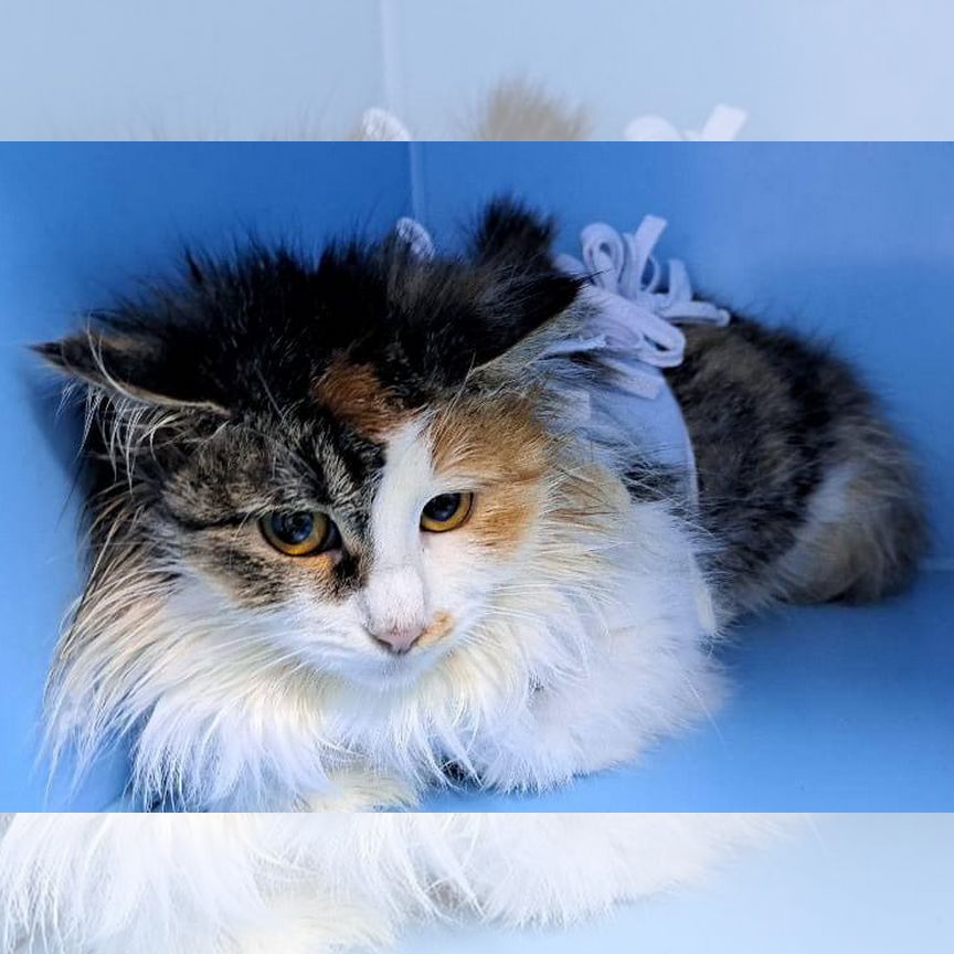 Котенок трехцветка Карамбола ищет дом