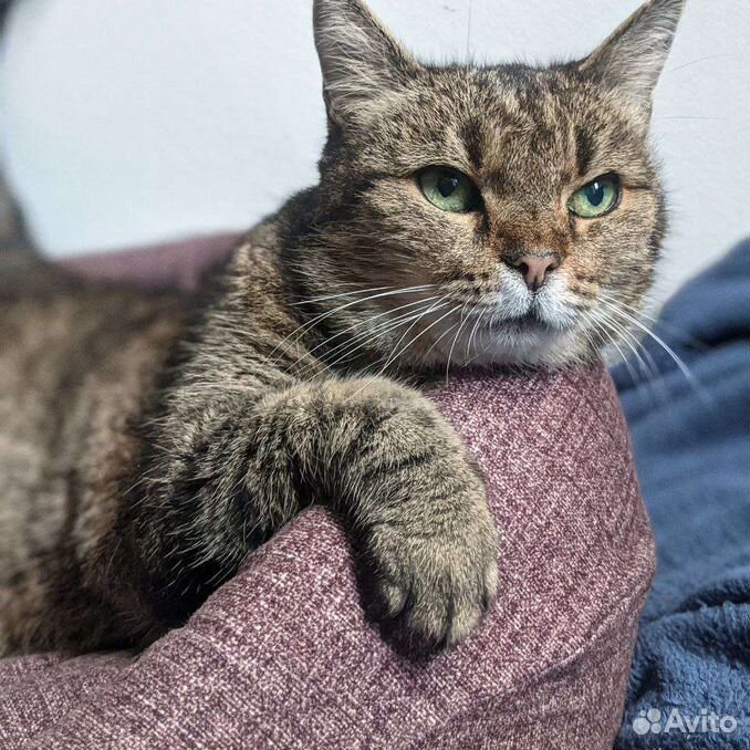 Кошечка тигренок