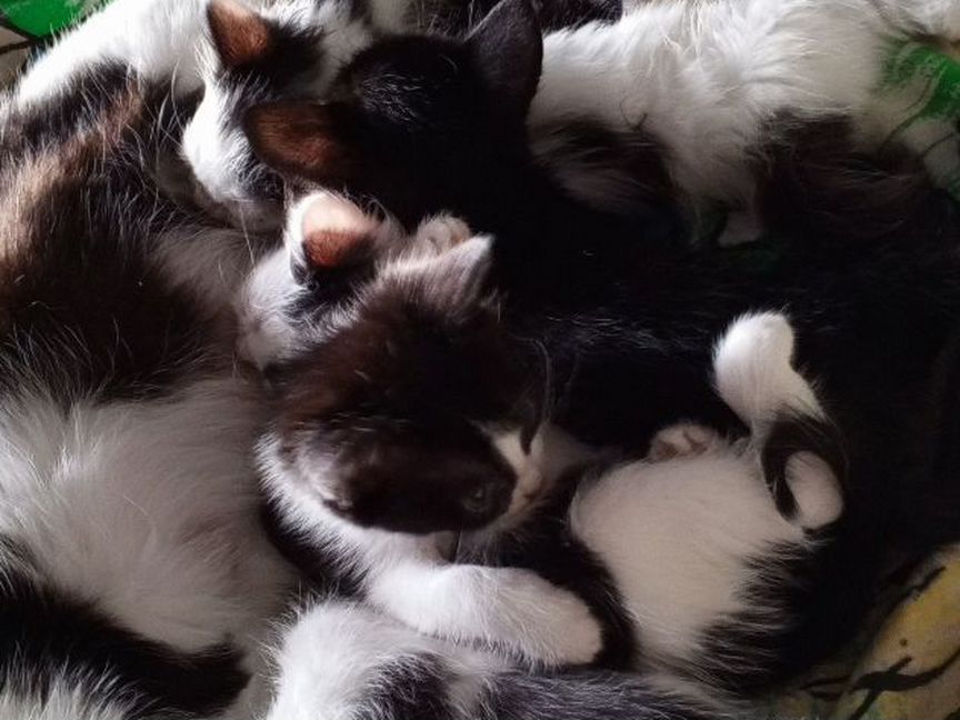 Котята отдам в добрые руки бесплатно