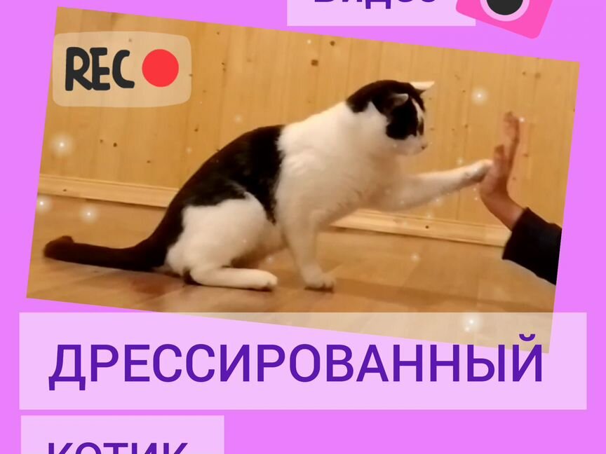 Дрессированный котик. Котенок Кошка кошечка