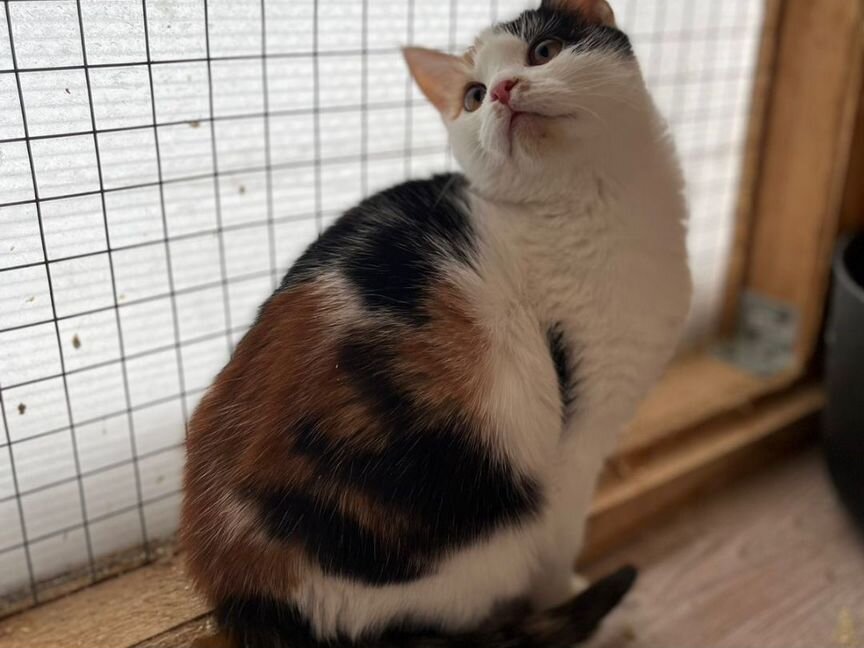 Котенок киви