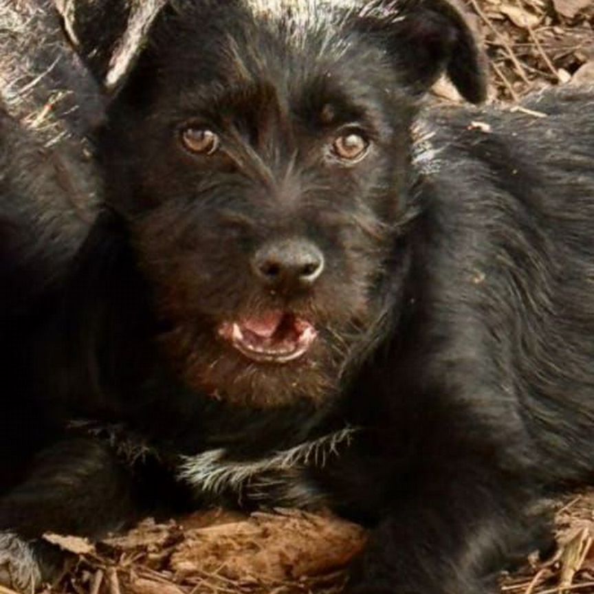 Щенок не большой собаки в добрые руки