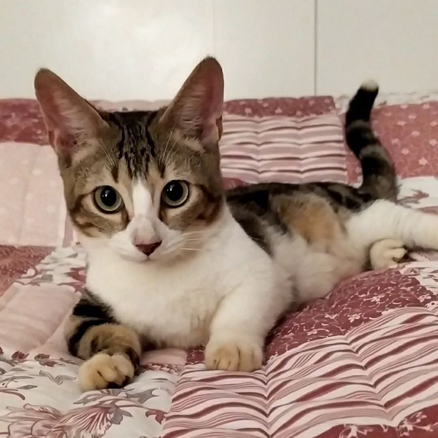 Котик Манчкин стандарт (коротколапый)