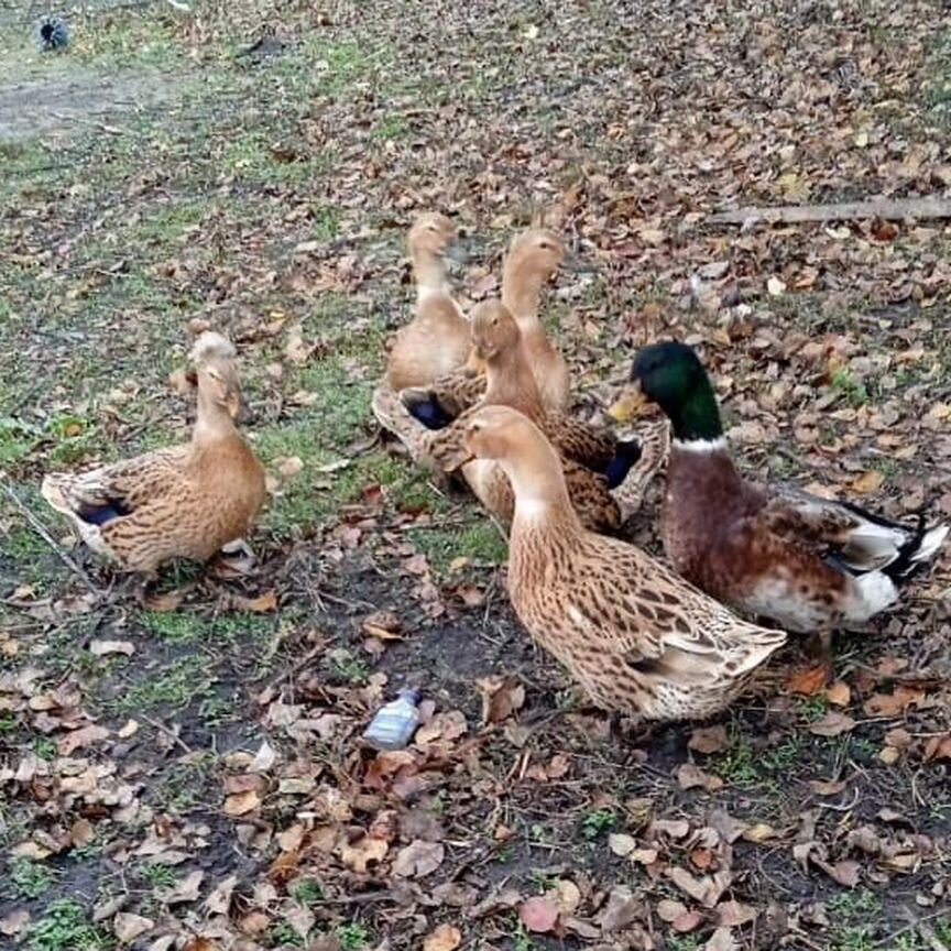 Продам уток на племя