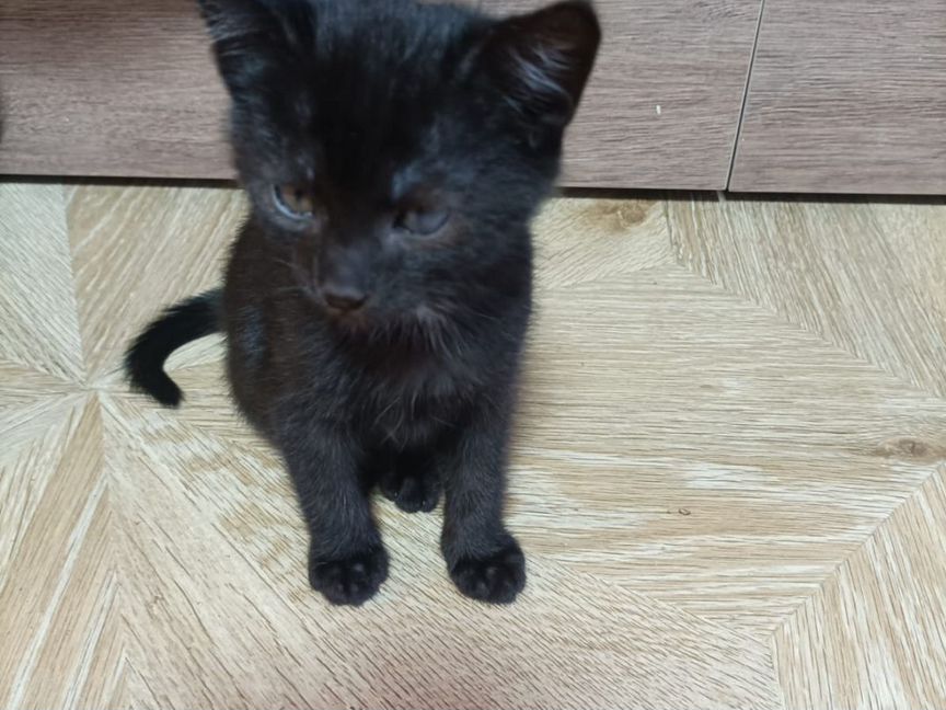 Котята в добрые руки бесплатно