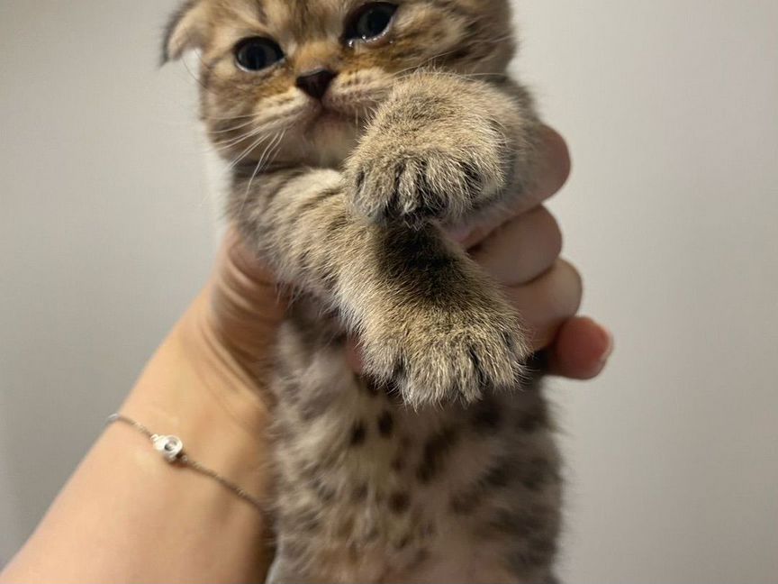 Шотландский котенок девочка вислоухая