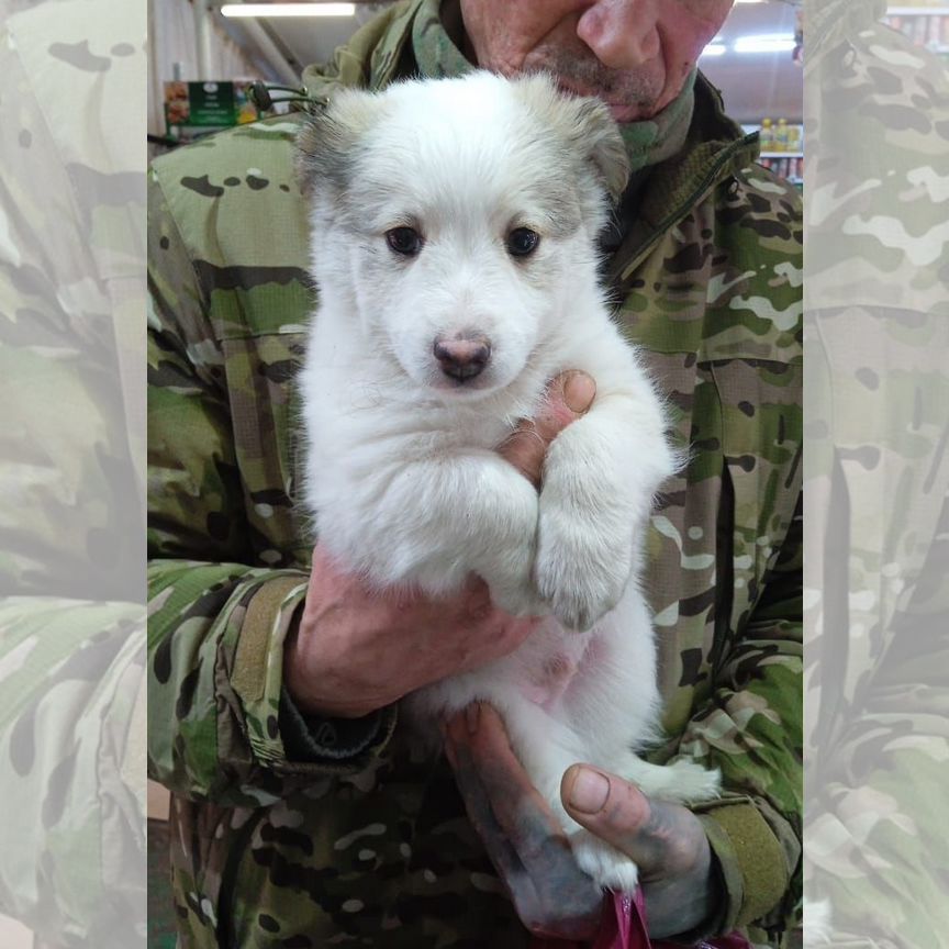 Русская цветная болонка, щенок