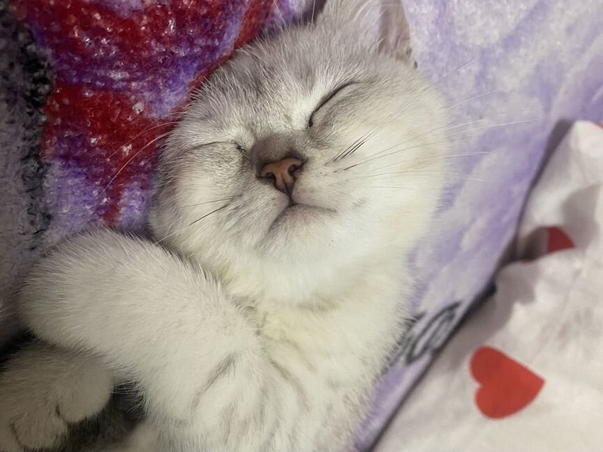 Британские котята