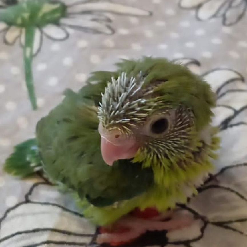 Попугай выкормыш