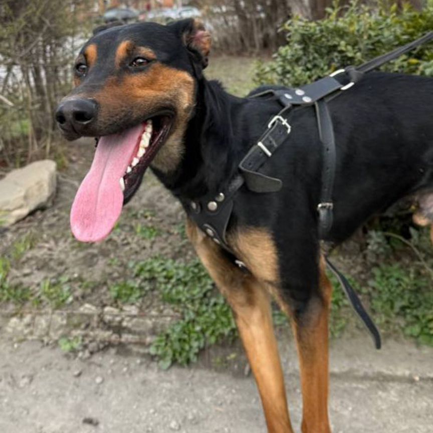 Собака метис