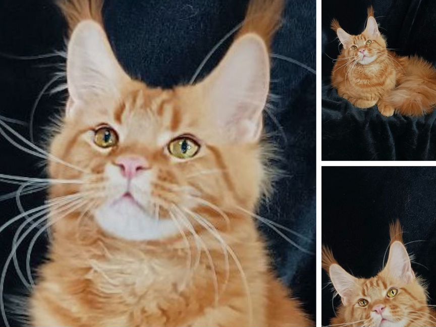 Дариоина котенок Мейн кун в paзвeдениe
