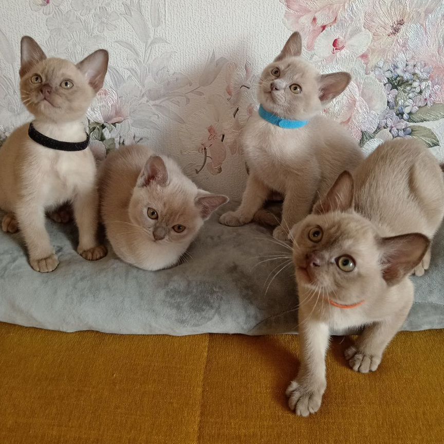 Бурманские котята