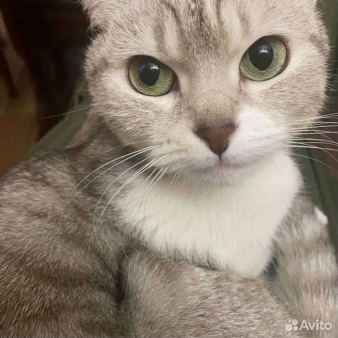 Кошка вислоухая шотланка