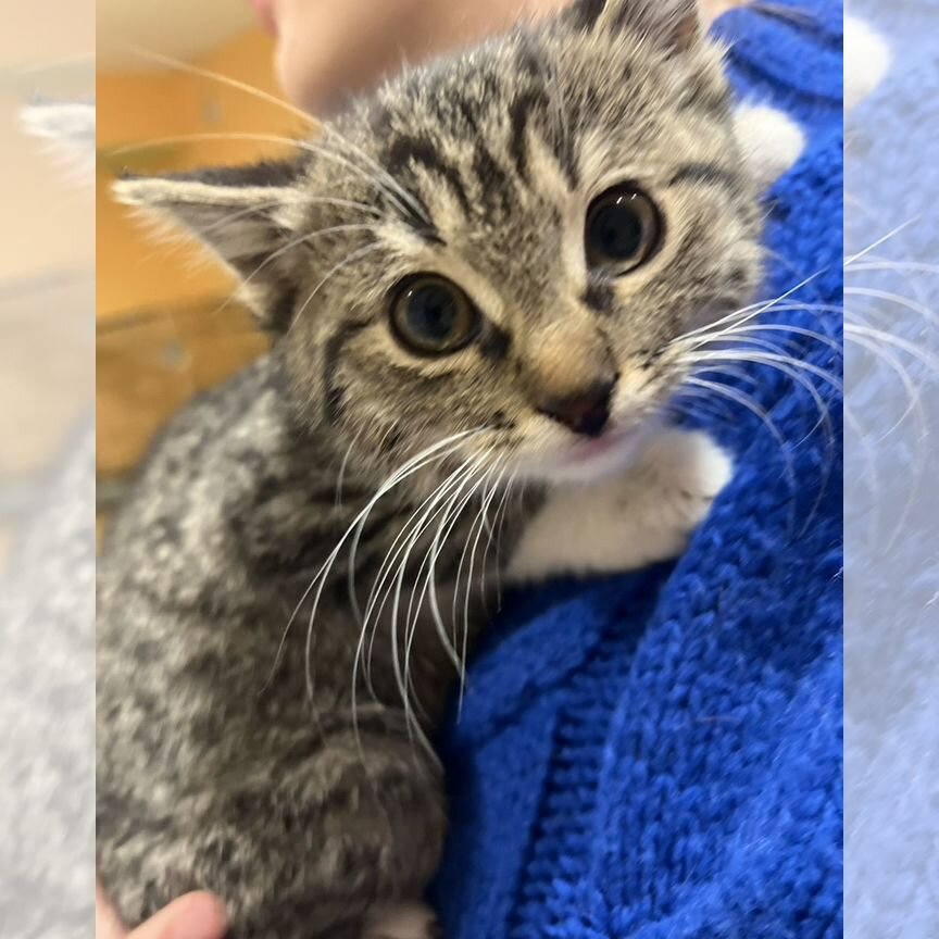 Котёнок в добрые руки