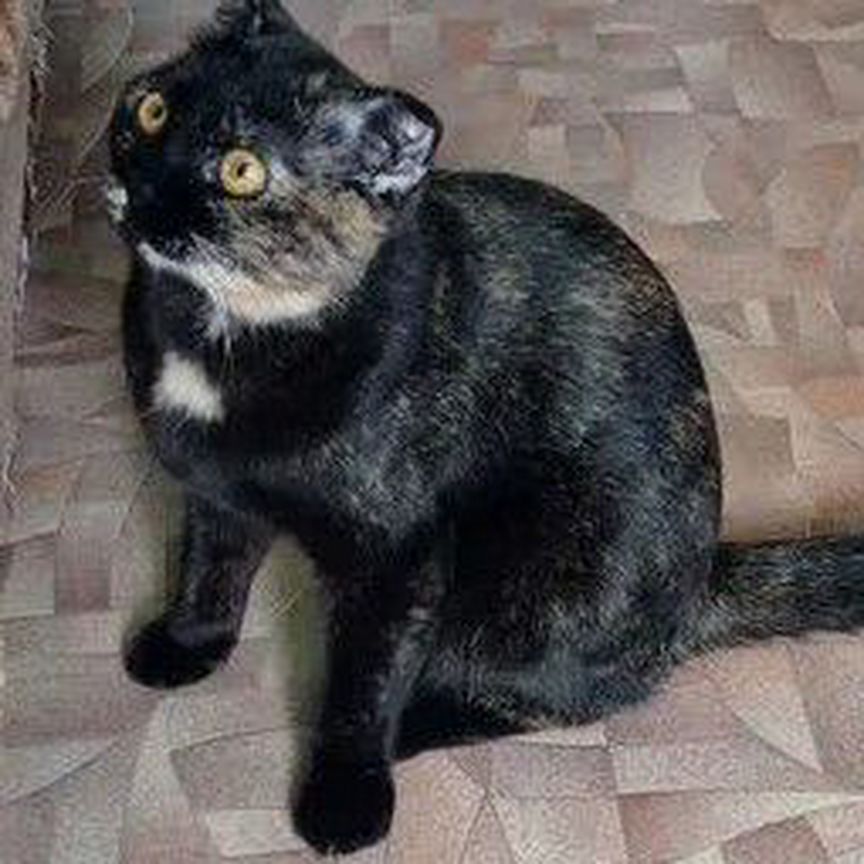 Шотландская вислоухая короткошёрстная, взрослая кошка