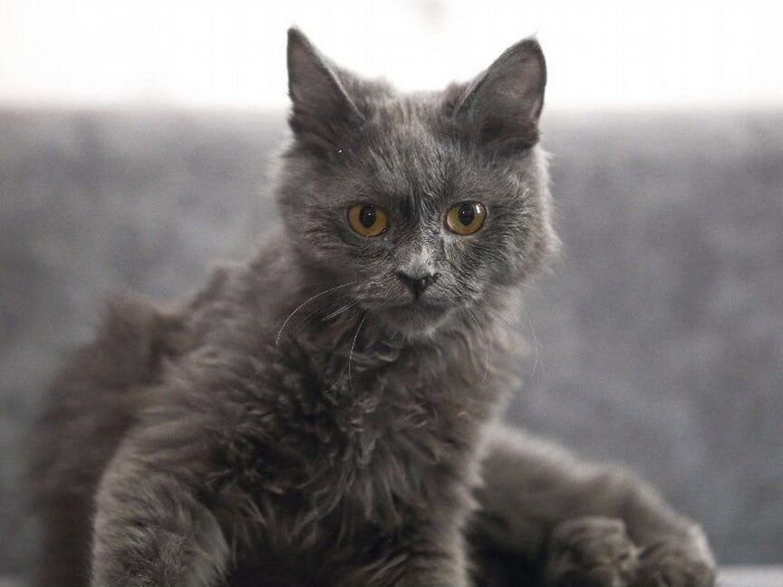 Котенок