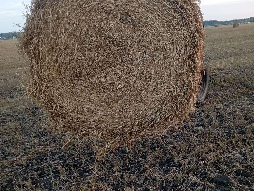 Солома гороховая ечменка