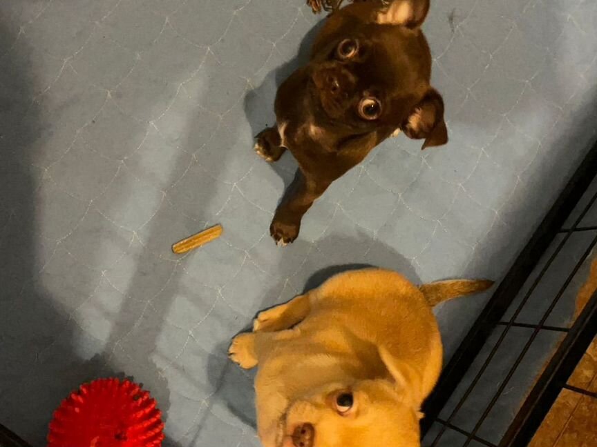 Мальчонки чихуахуа