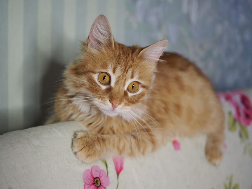 Кошка в дар