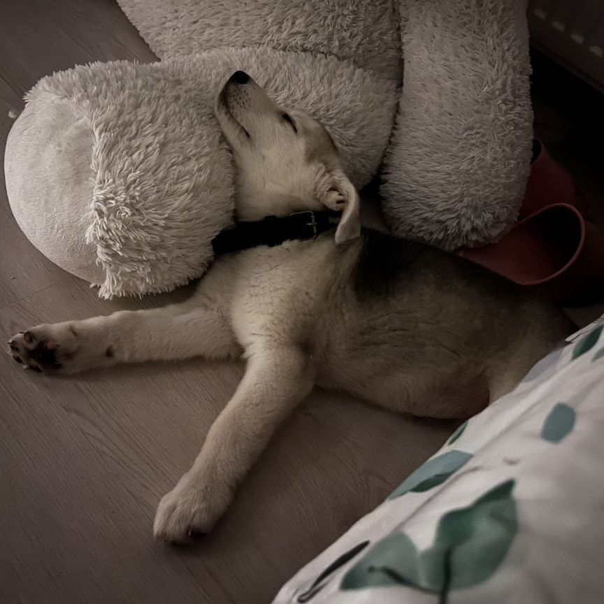 Сибирский хаски, щенок