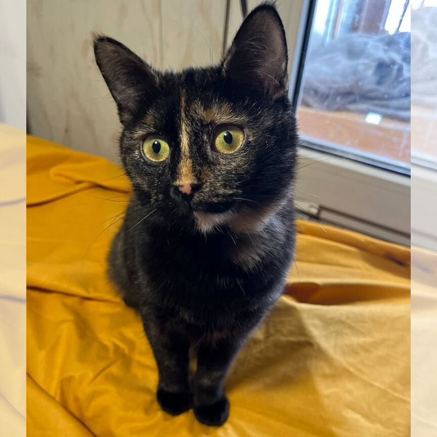 Взрослая, кошка в добрые руки