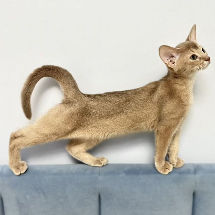 Абиссинский котёнок