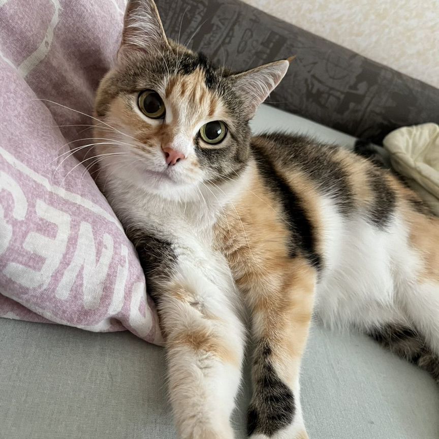 Трехцветная кошка