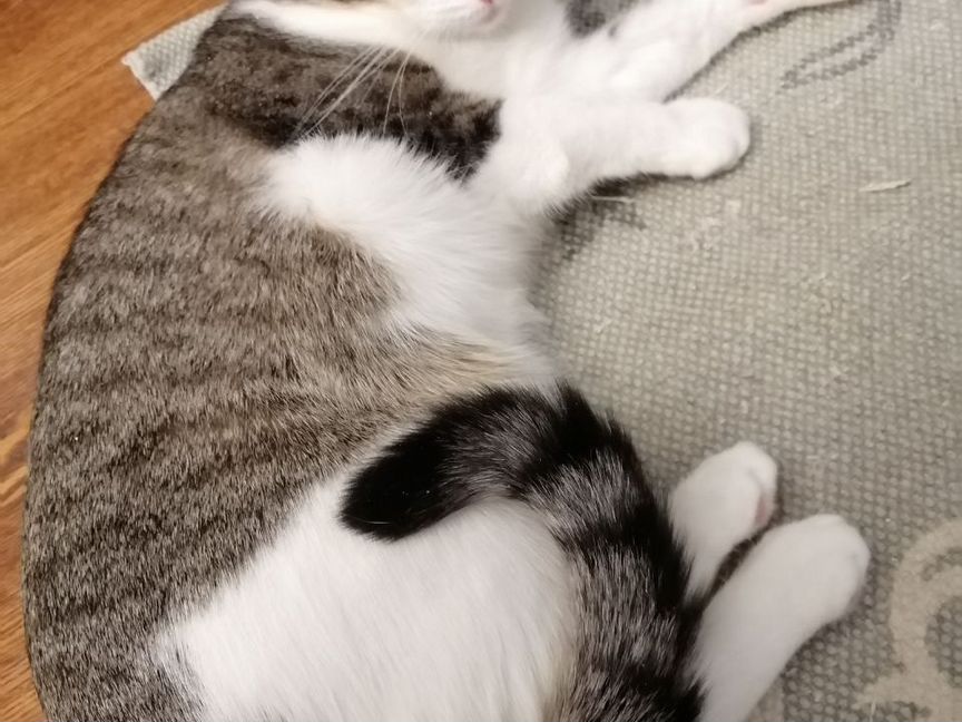 Ласковый ручной котик