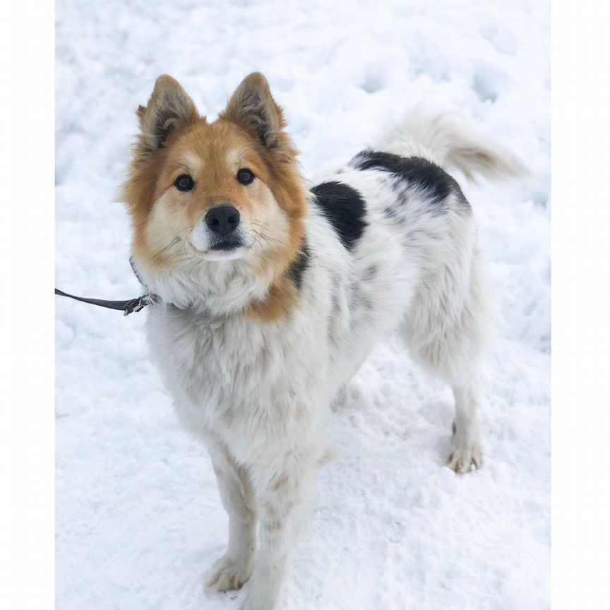 Для охраны в частный сектор