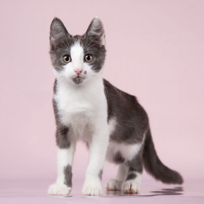 Котенок Диппер ищет дом