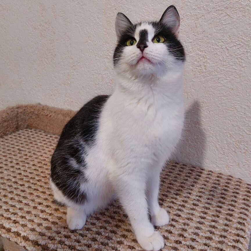 Котик Носик ищет любимых людей