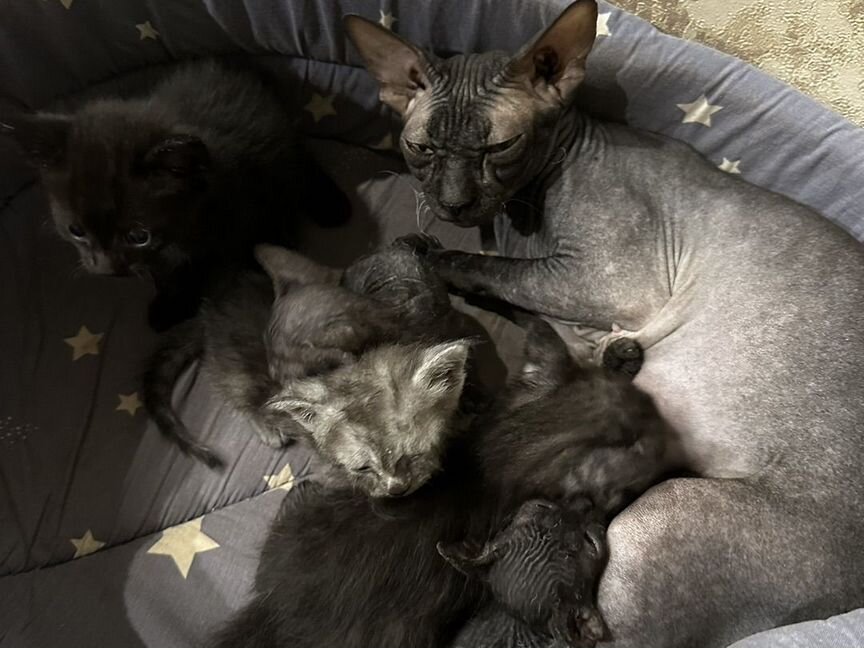 Котята сфинкс