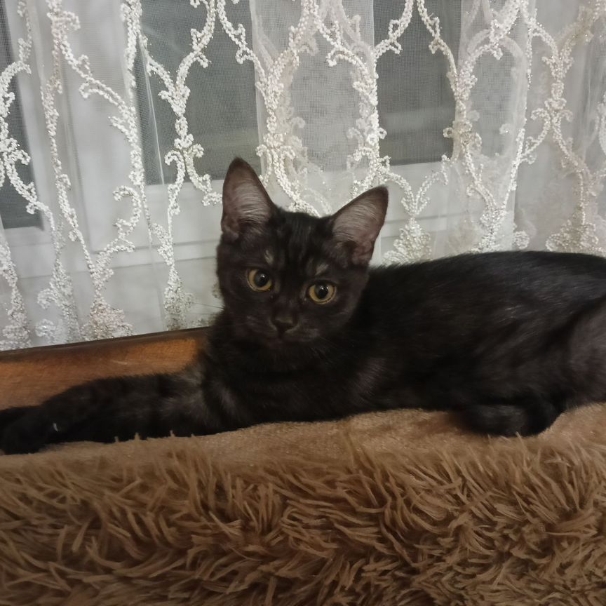 Австралийская дымчатая кошечка