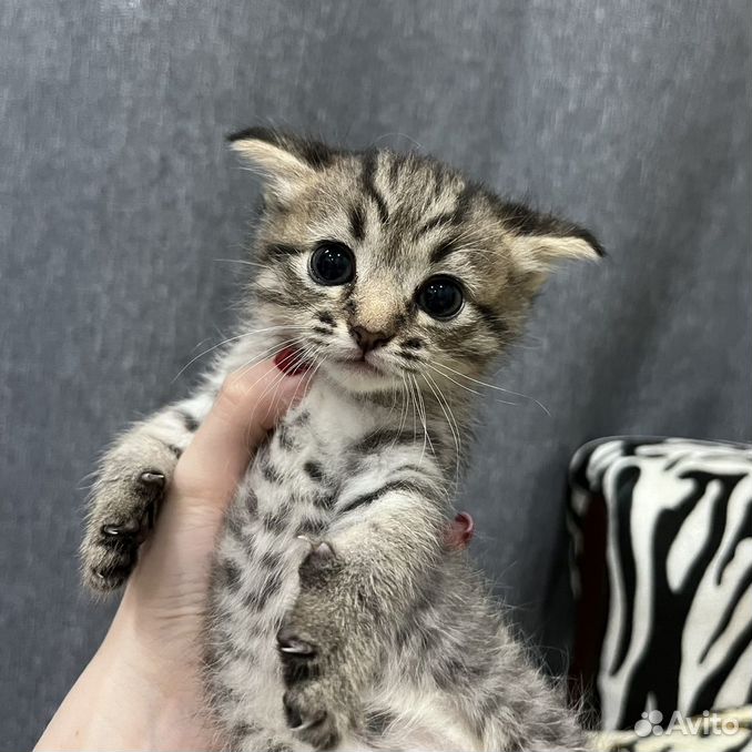 Шотландские котята (помесь с британцем)