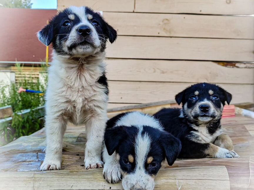 Собака щенки в добрые руки