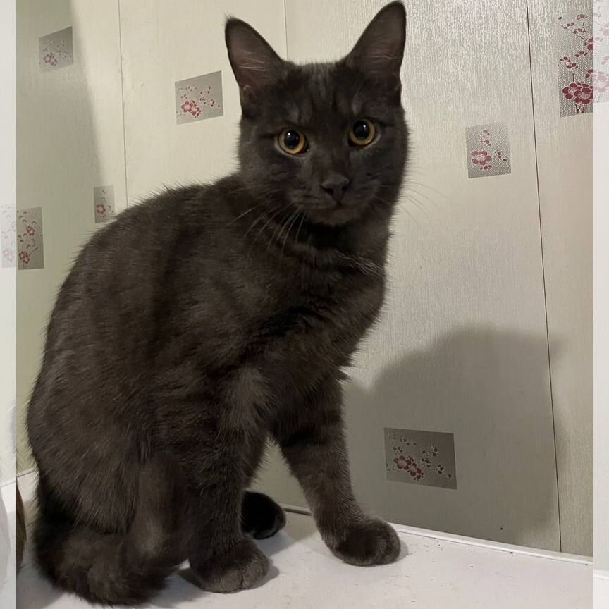 Сибирский, взрослый кот