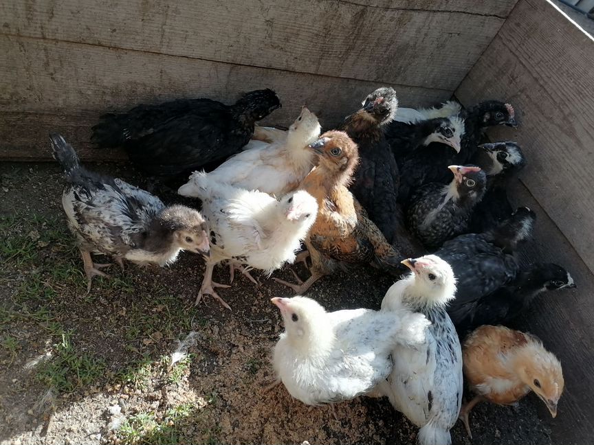 Цыплята несушки месячные