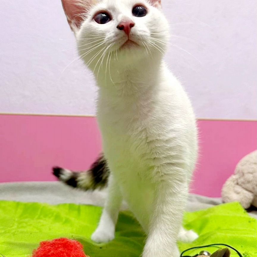 Котята белые в добрые руки