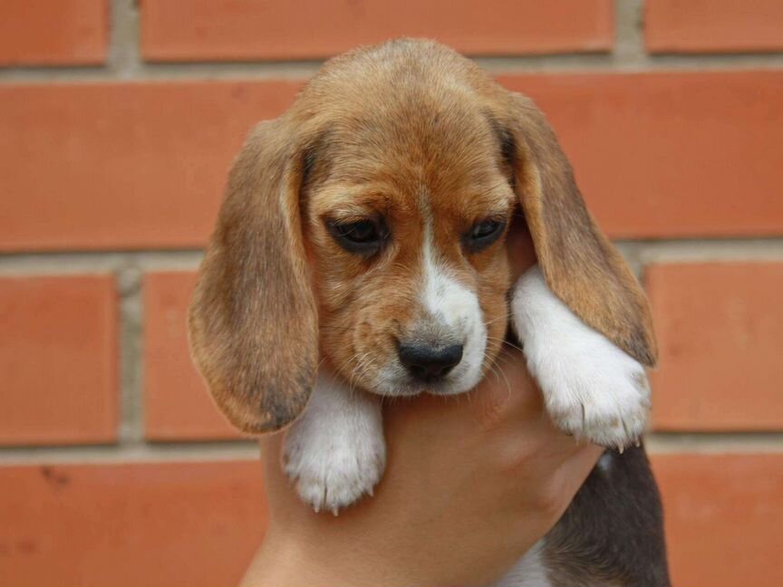 Щенки бигль