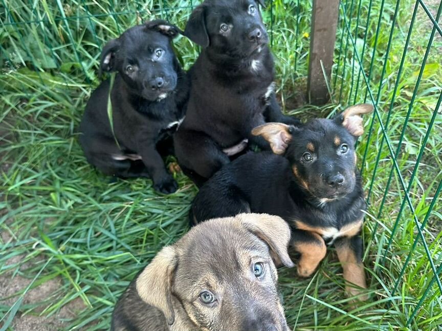 Щенки мальчики и девочки питбуль