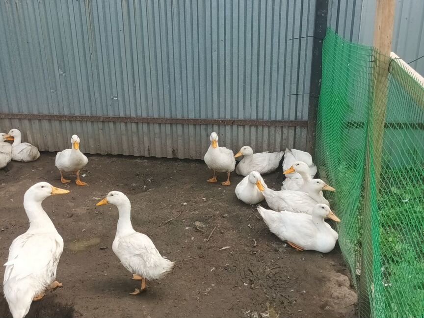 Утки черри велли