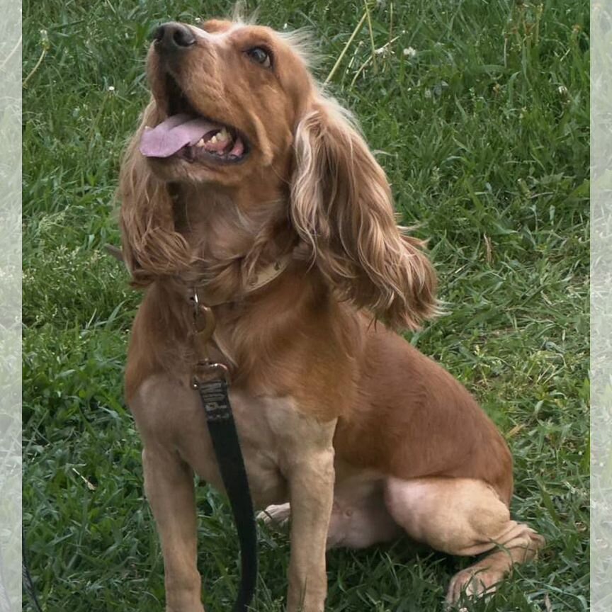 Ищет заботливого хозяина. 1,5 года