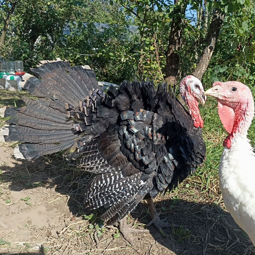 Северокавказские индюки и индюшки