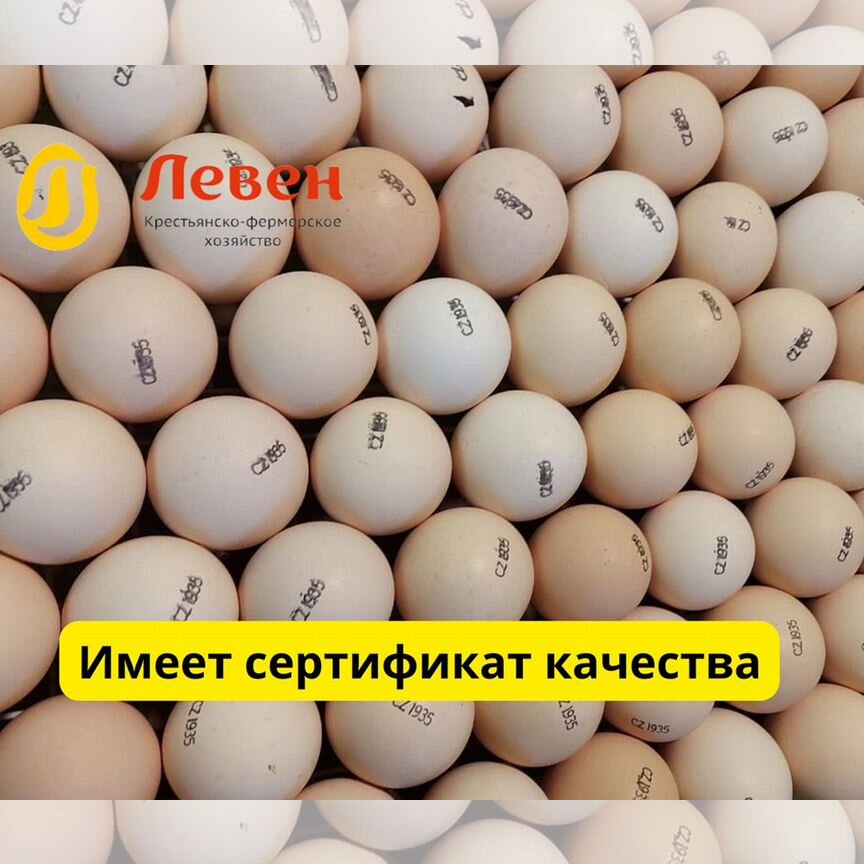 Инкубационное яйцо кобб-500