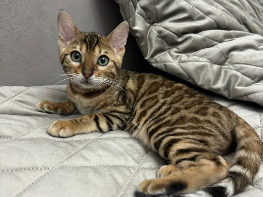 Бенгальская кошка