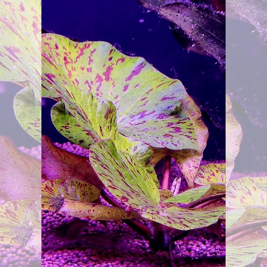 Аквариумное растение Нимфея