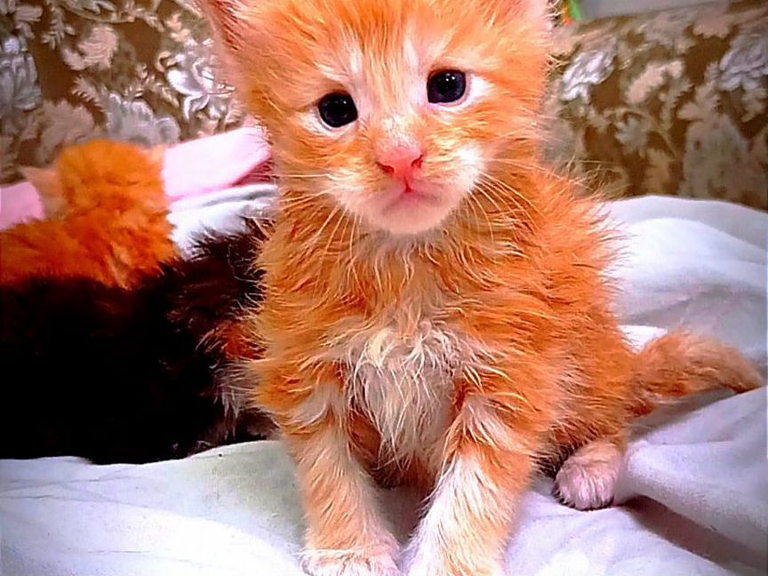 Котята мейн-кун с документами