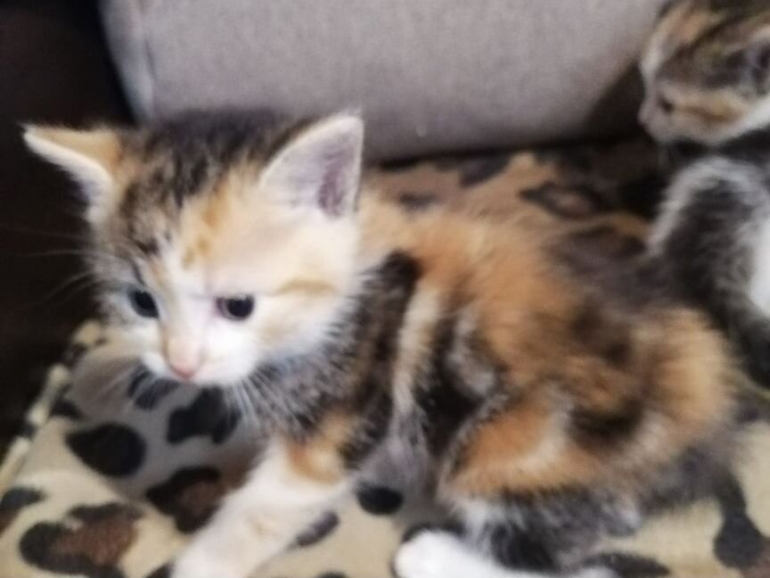 Комочек счастья